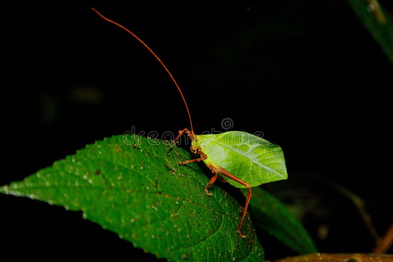 Katydid ,a Leaf Mimicking Insect Stock Photo - Image of katydid, close ...