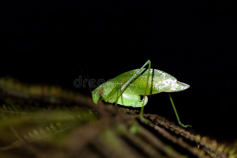 Katydid, Perhaps Orophus Conspersus, on a Leaf in a Rainforest Stock ...