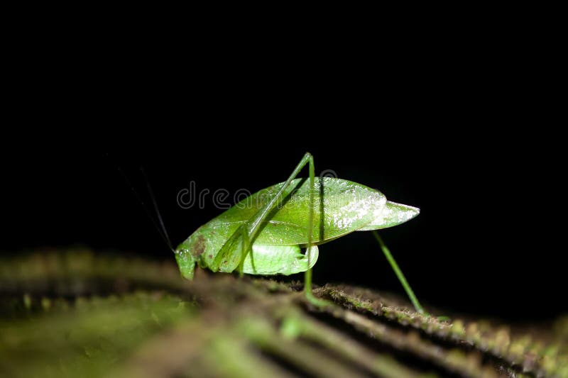 Katydid, Perhaps Orophus Conspersus, on a Leaf in a Rainforest Stock ...