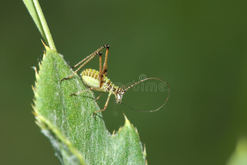 Katydids stock photo. Image of insects, natural, macro - 25321146