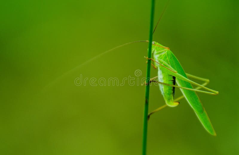 Art of katydids stock image. Image of perfect, handmade - 33955527