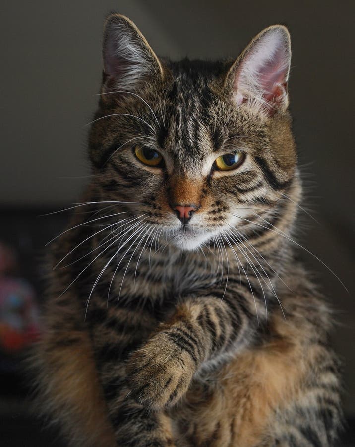 Katze-Seitenansicht stockfoto. Bild von begleiter, scharf - 18419424