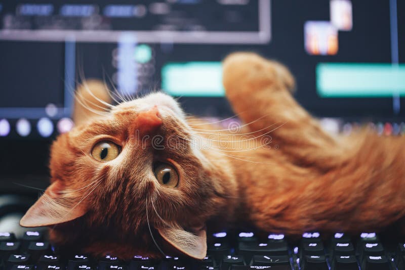 Katze mit Tastatur stockbild. Bild von miezekatze, tatze - 25810877