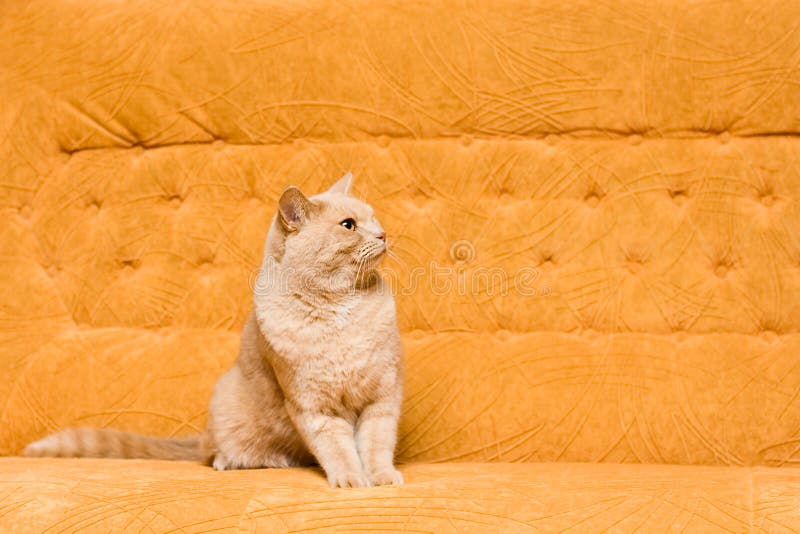 Katze auf dem Sofa stockbild. Bild von auge, sofa, katze - 7173917