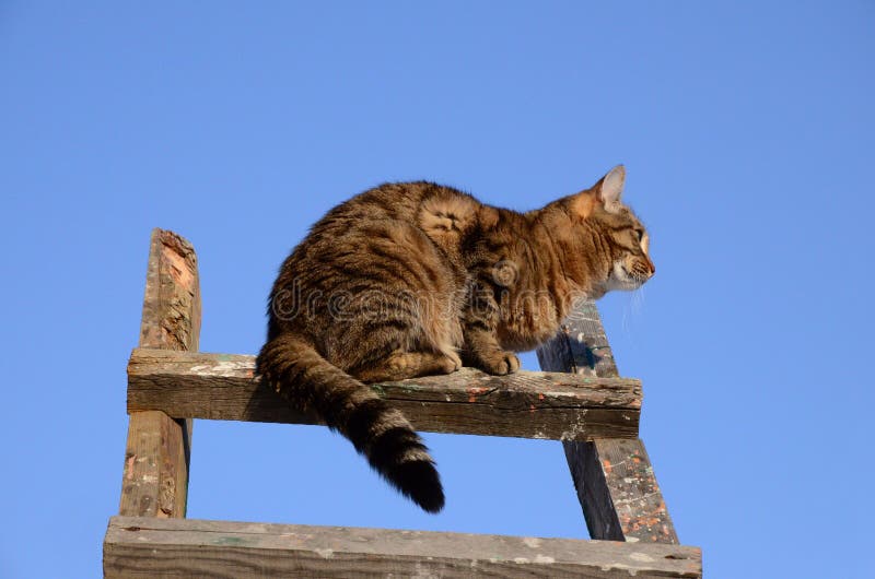 Katze auf einer Leiter stockbild. Bild von himmel, blick - 46525273
