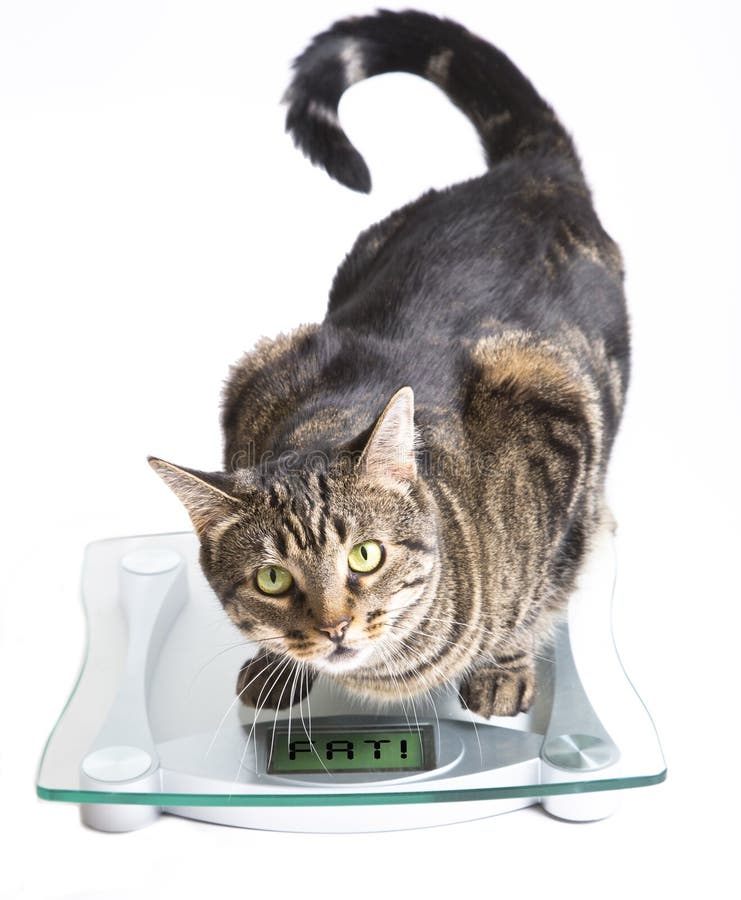 Katze auf einer Skala. stockbild. Bild von skalen, katzenartig - 30284567