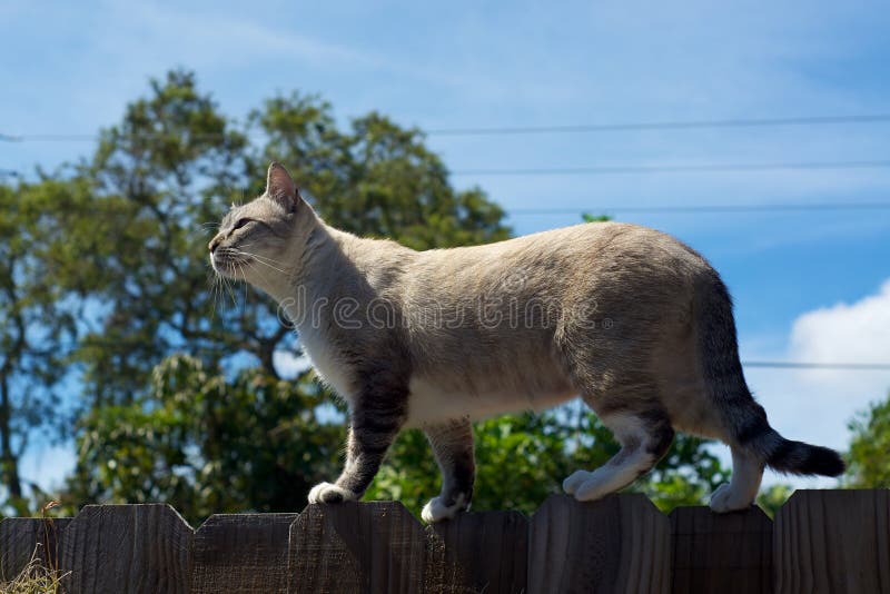 Katze auf Zaun im Profil stockfoto. Bild von haustier - 54990160