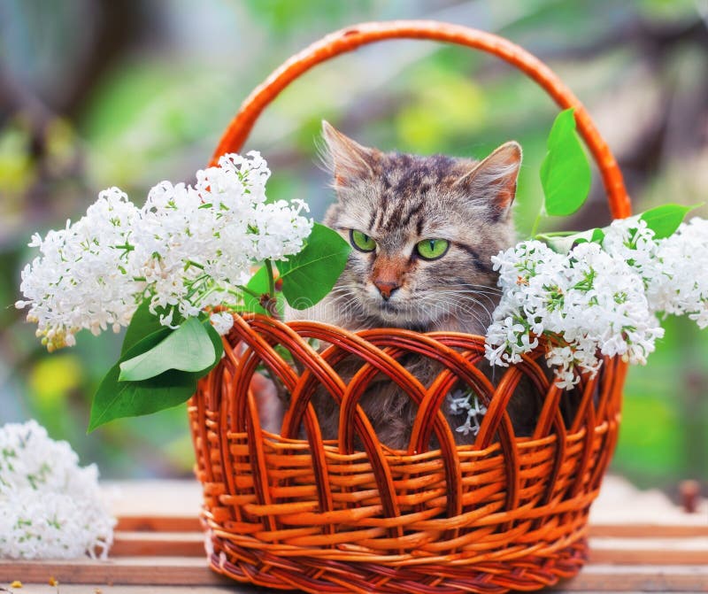 Katze in den Blumen stockfoto. Bild von säugetiere, blumen - 48497624