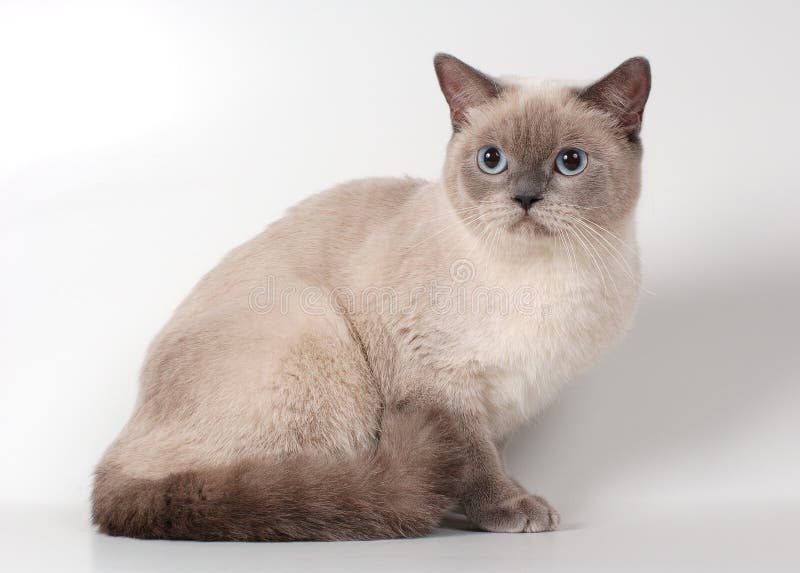 Katze der Briten-Brut stockfoto. Bild von lieben, britisch - 3199086