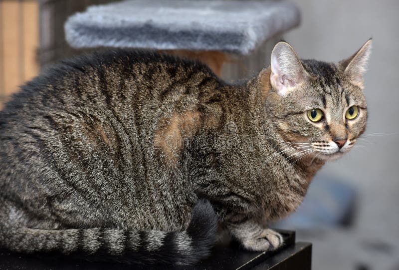 Katze Der Europäisch Kurzhaar-getigerten Katze Stockbild - Bild von ...