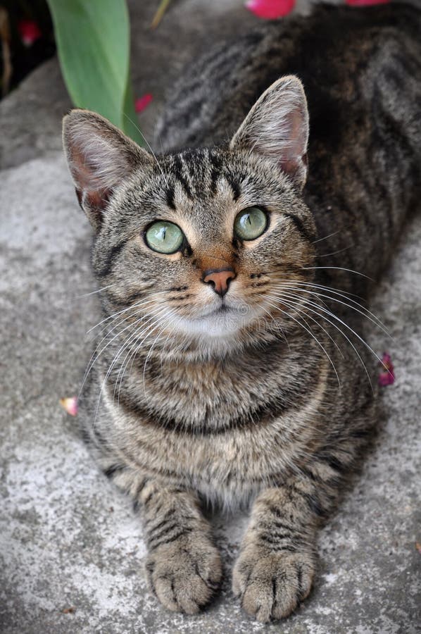 Katze Der Getigerten Katze Auf Grauem Hintergrund Stockfoto - Bild von ...