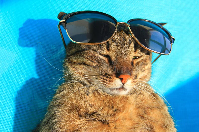 Katze in der Sonnenbrille stockfoto. Bild von haustier - 72024398