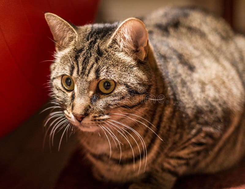 Graue Katze Der Getigerten Katze Bereit Zu Jagen Stockbild - Bild von ...