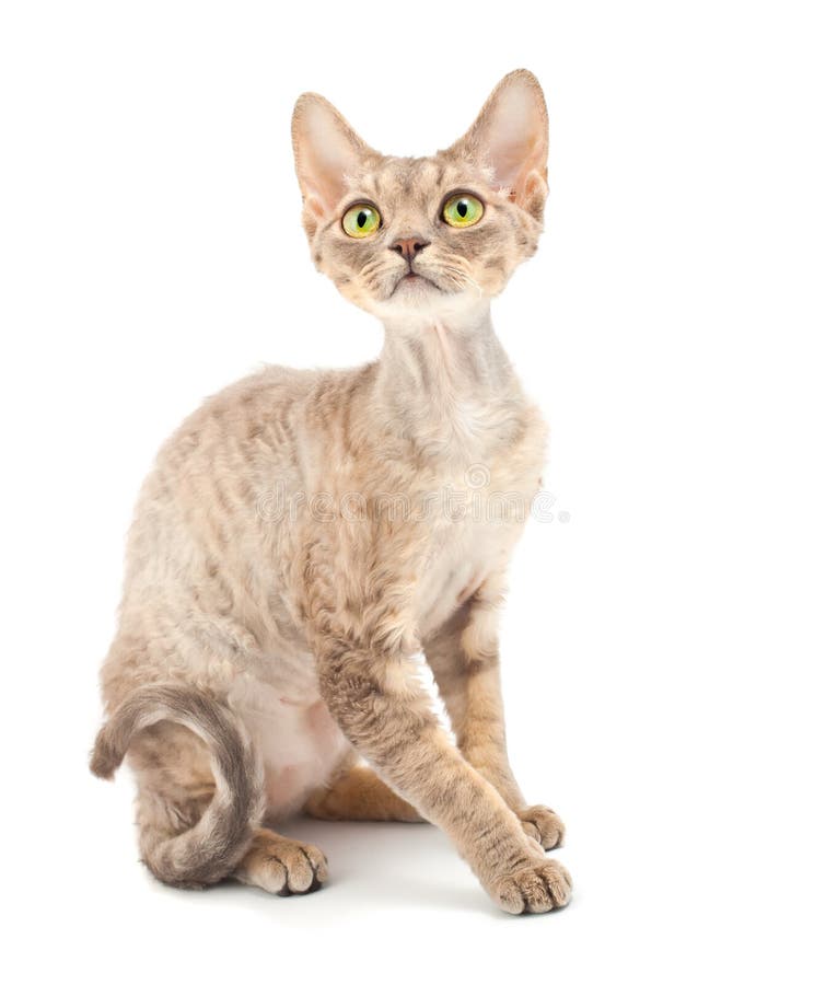 Katze Devon Rex stockfoto. Bild von devon, reinrassig - 19192530