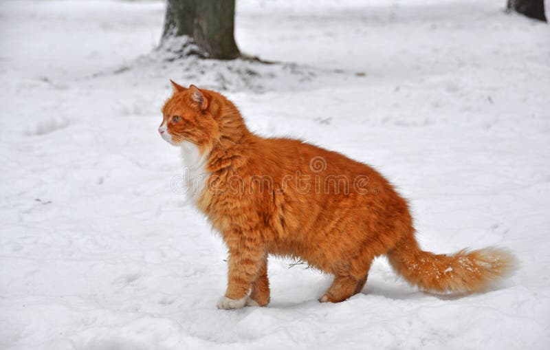 Katze, Die Auf Schnee Steht Stockbild - Bild von brut, schmutzig: 36259457