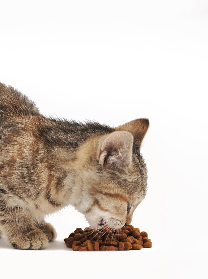 Katze, die Nahrung isst stockbild. Bild von trocken, obacht - 29017633