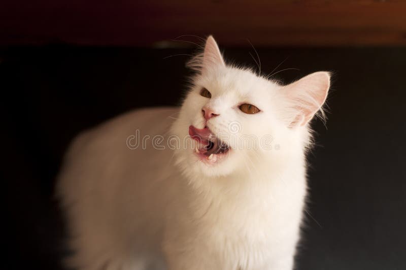 Katze, Die Seinen Mund Leckt Stockfoto - Bild von entzückend, brut ...