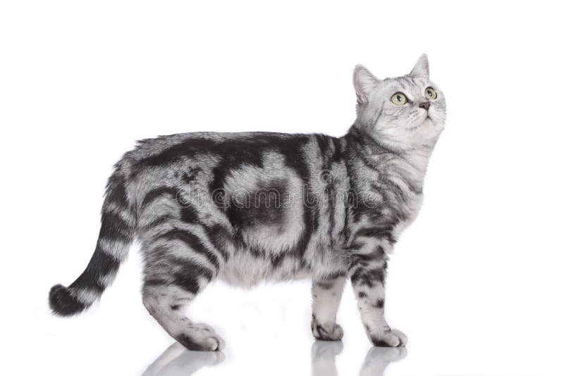 Katze, Die Seitlich Lokalisiert Steht Stockbild - Bild von schauen ...