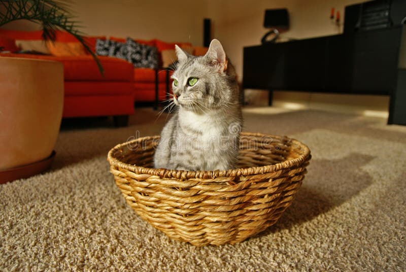 Katze in einem Korb stockfoto. Bild von inländisch, begleiter - 40785718