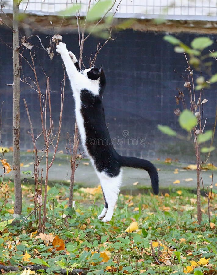 Katze im Sprung stockfoto. Bild von opfer, abyssinisch - 65657802