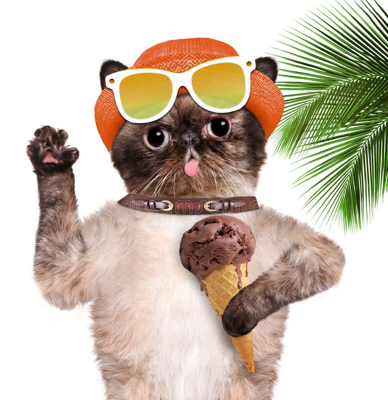 Rote Katze isst Eis stockbild. Bild von reflexion, nave - 72078023