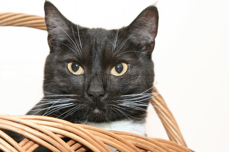 Katze im Korb stockbild. Bild von katzenartig, neugier - 2084849