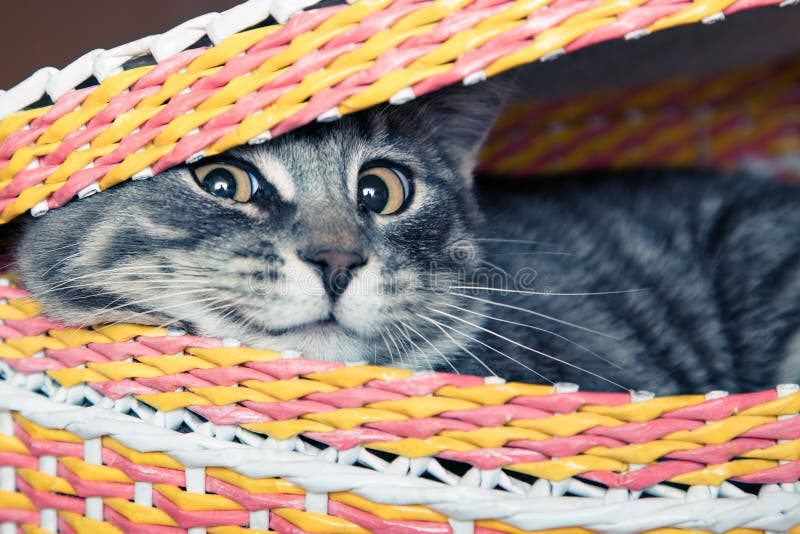 Katze im Korb stockfoto. Bild von neugier, reinrassiger - 100041820