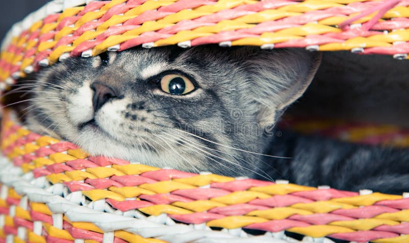 Katze im Korb stockfoto. Bild von neugier, reinrassiger - 100041820