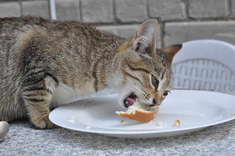 Katze frisst stockbild. Bild von mahlzeit, hungrig, brot - 26160345