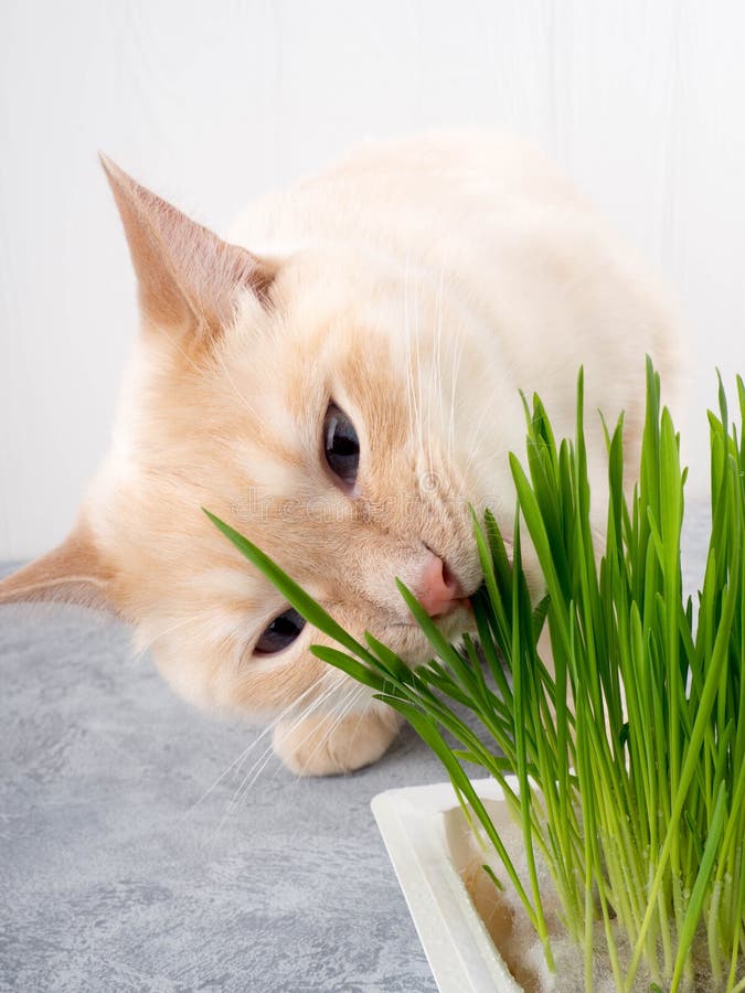 Katze, Die Grünes Gras Isst Stockbild - Bild von katze, säugetier: 86193641