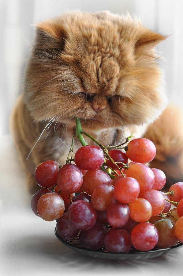 Katze frisst stockbild. Bild von mahlzeit, hungrig, brot - 26160345