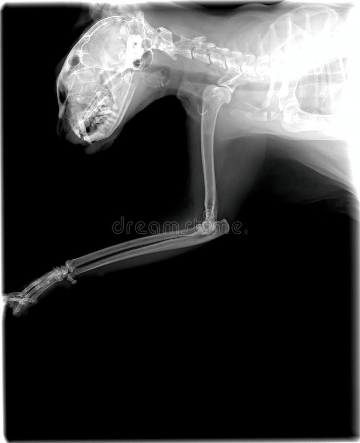 Katzenknochen stockfoto. Bild von prüfung, katze, klinisch - 17158460