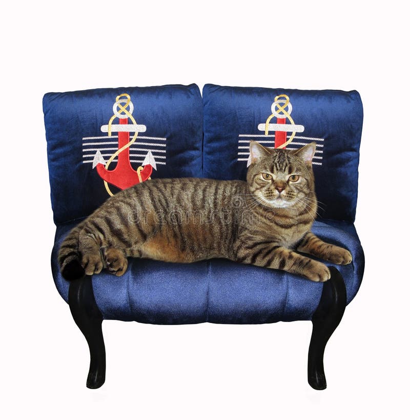 Rote Katze Liegt Auf Einem Sofa Und Sieht Gut Vor Sich Hin Schwerer ...