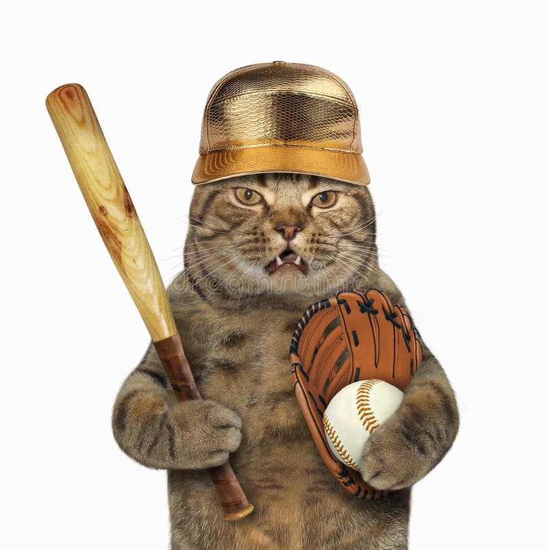 Katze und Baseball stockfoto. Bild von grau, adorable - 35676780