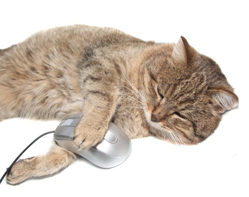 Katze mit der Computermaus stockbild. Bild von maus, inländisch - 7665727