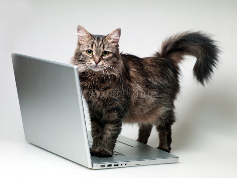 Katze mit einem Laptop stockbild. Bild von säugetier - 28432477