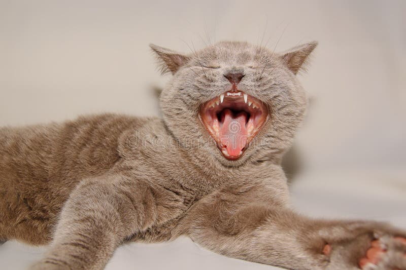 Katze mit offenem Mund stockbild. Bild von farbe, lächeln - 29480433