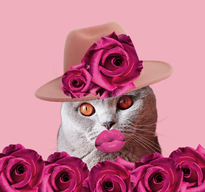Katze Mit Hut Und Den Rosa Lippen Stockfoto - Bild von baumuster ...