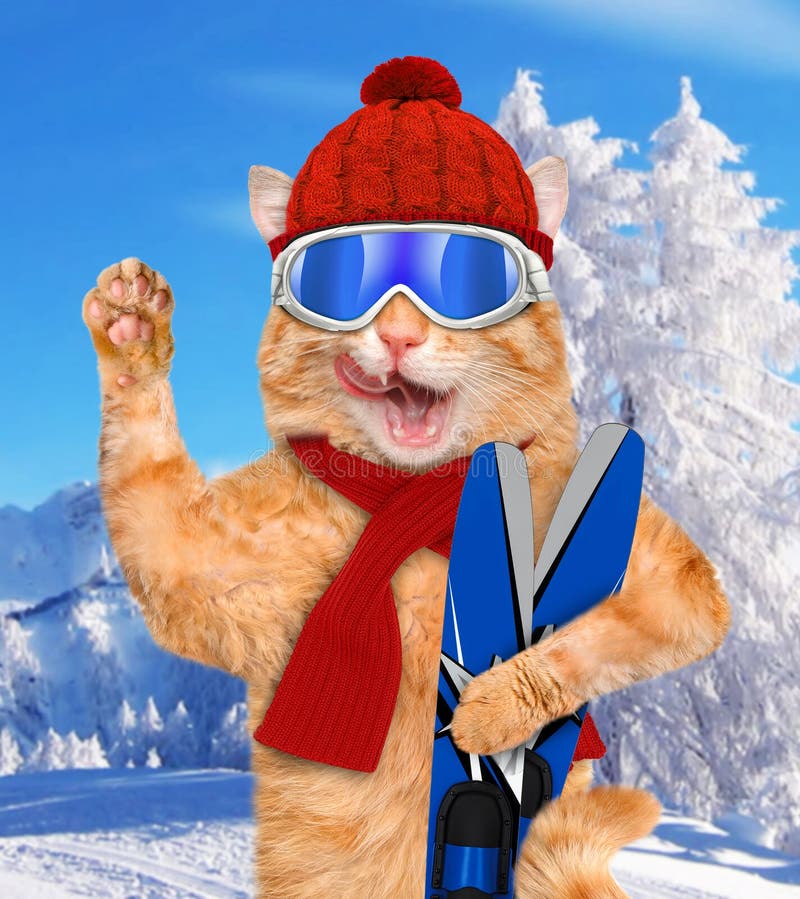 Tragende Skischutzbrillen Der Katze Und Des Hundes, Die Im Berg Sich ...