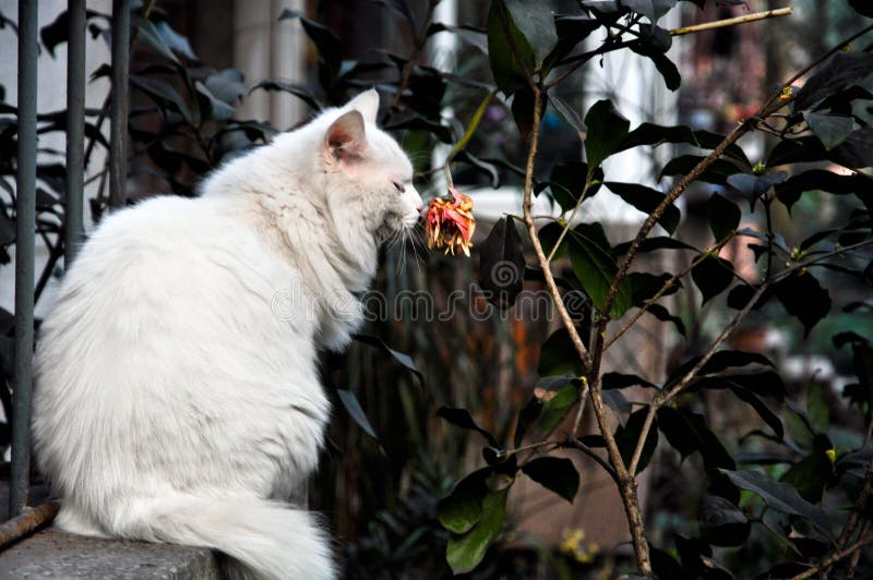 Katze riecht Blume stockbild. Bild von käse, kätzchen - 38150891