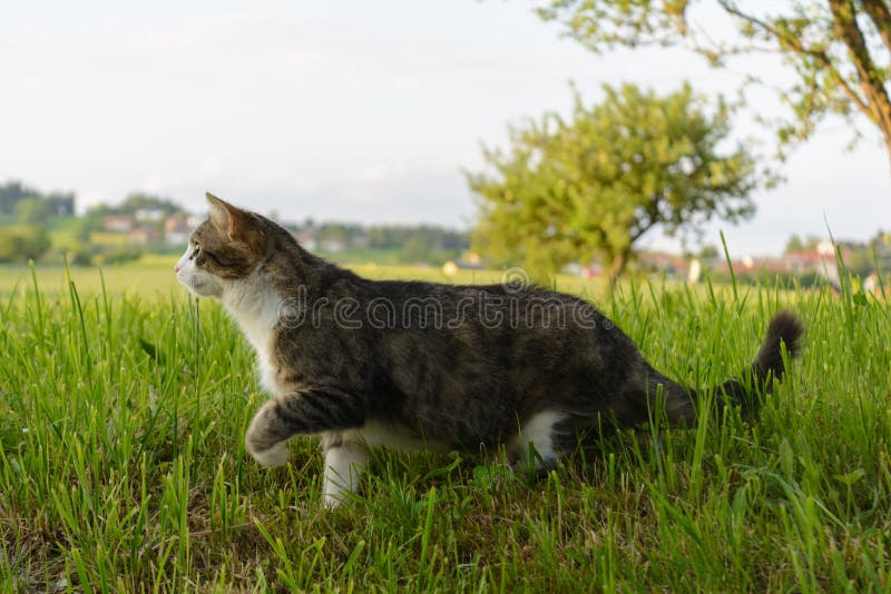 Katze Schleicht Stockfotos und Bilder - Laden Sie 225 lizenzfreie Fotos ...