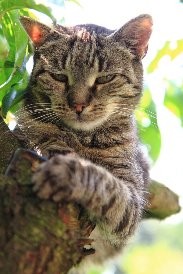 Katze Steht Auf Dem Baum Still Stockfoto - Bild von nave, garten: 99431666