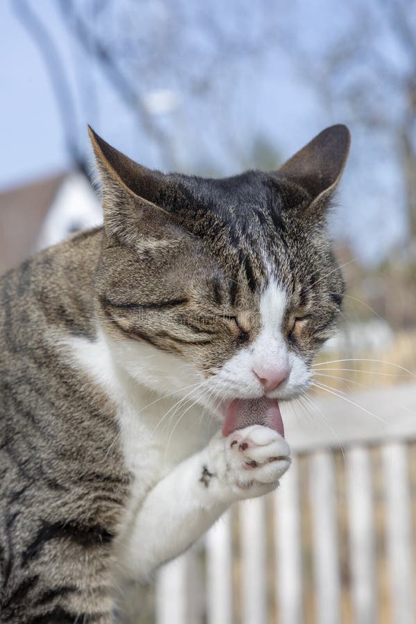 Katze Steht in Der Sonne Im Garten Still Stockfoto - Bild von katze ...