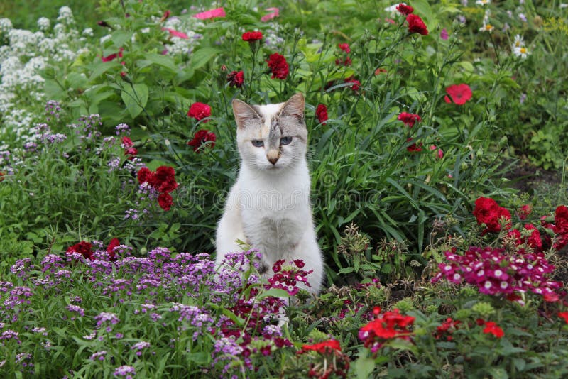 Kätzchen Im Garten Mit Blumen Auf Hintergrund Stockfoto - Bild von ...