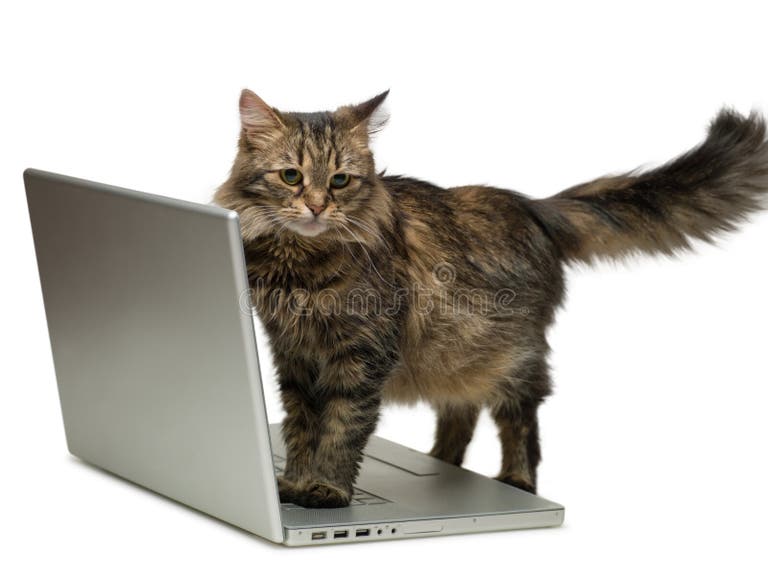 Katze und ein Computer stockbild. Bild von kätzchen, lustig - 18827777