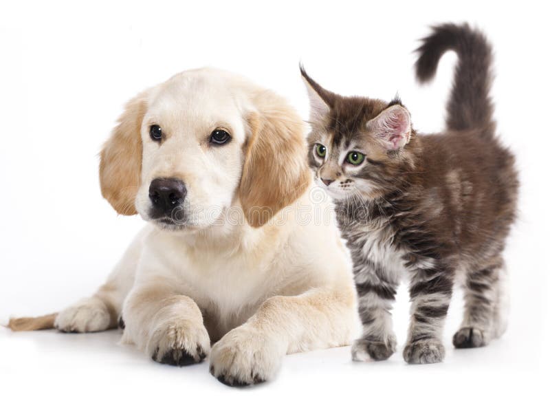 Katze und Hund stockbild. Bild von feinde, reinrassig - 26409253