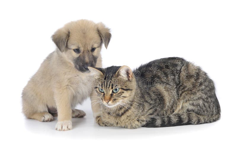 Katze und Hund stockbild. Bild von erwachsener, gruppe - 28824983