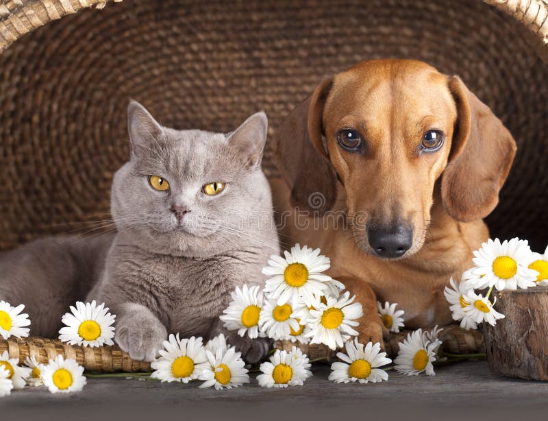 Katze und Hund stockbild. Bild von inländisch, feinde - 42469215