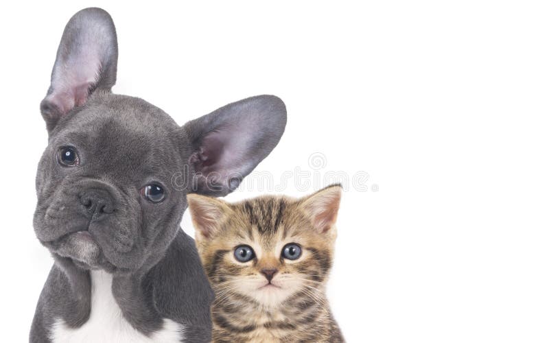 Katze und Hund stockfoto. Bild von freundschaft, bulldogge - 52046638
