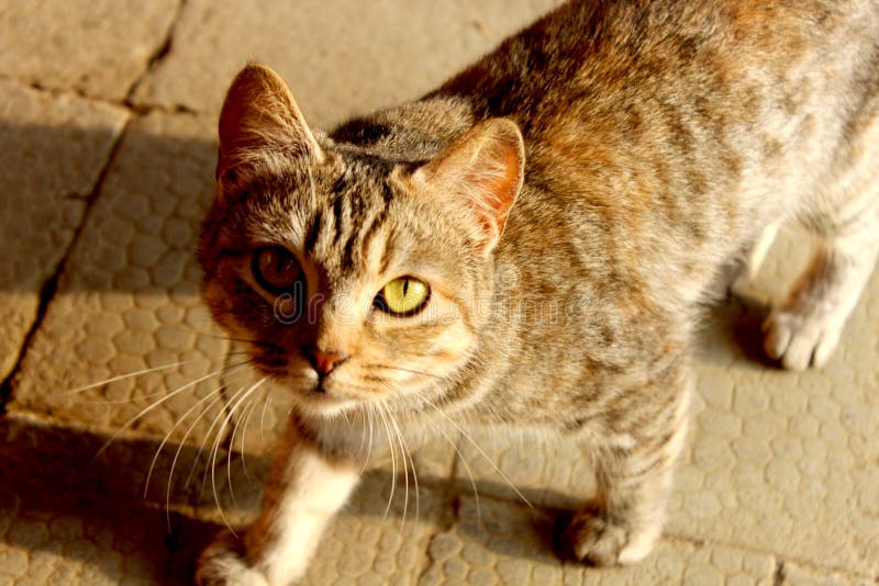 Springende Katze Fotos - Kostenlose und Royalty-Free Stock-Fotos von ...